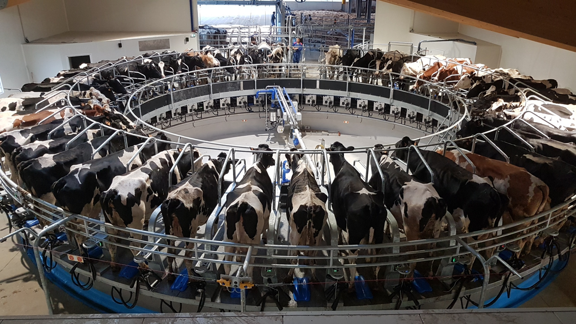 La salle de traite rotative E100 DeLaval